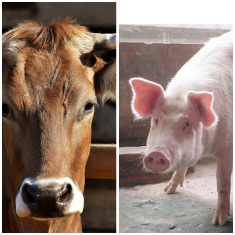 Di Sikka, Sapi dan Babi pun "Dikorupsi" | SuaraSikka